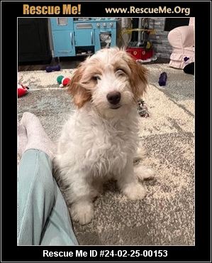 - Colorado Dog Rescue - ADOPTIONS - Rescue Me!