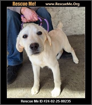 - California Lab Rescue - ADOPTIONS - Rescue Me!