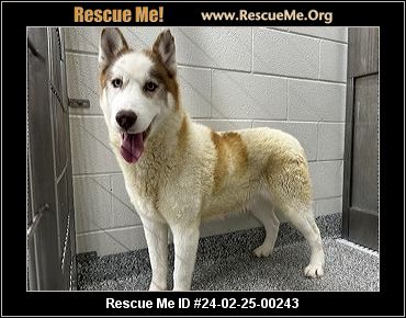 - North Carolina Dog Rescue - ADOPTIONS - Rescue Me!