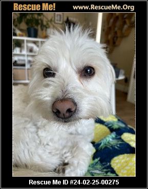 - California Maltese Rescue - ADOPTIONS - Rescue Me!