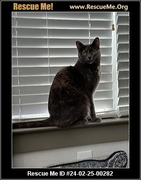 - Texas Cat Rescue - ADOPTIONS - Rescue Me!