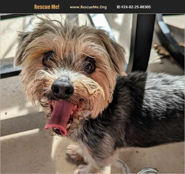 ADOPT 24022500305 ~ Silky Terrier Rescue ~ Marana, AZ