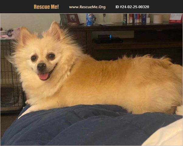 ADOPT 24022500320 ~ Pomeranian Rescue ~ Marana, AZ