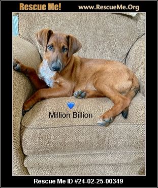 - Delaware Dog Rescue - ADOPTIONS - Rescue Me!