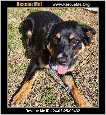 - New York Australian Shepherd Rescue - ADOPTIONS - Rescue Me!