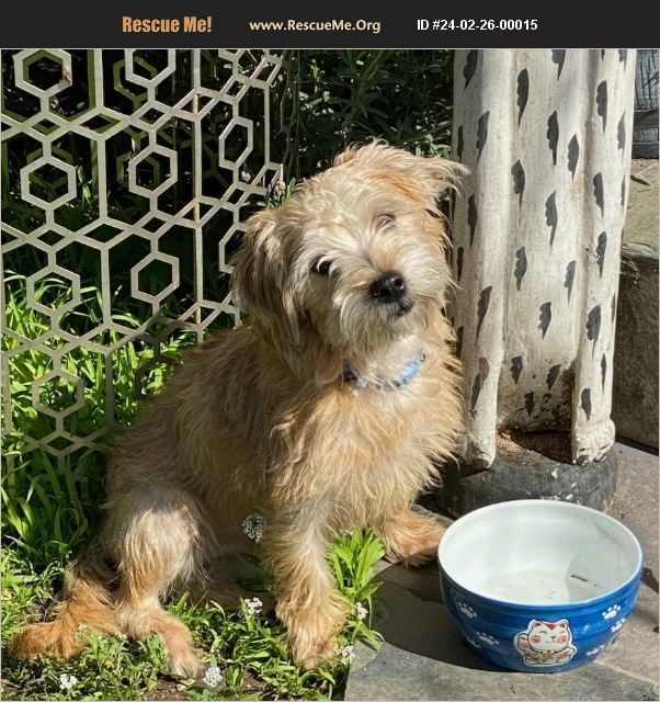 ADOPT 24022600015 ~ Cockapoo Rescue ~ Los Angeles, CA