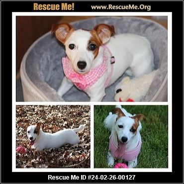 - Texas Jack Russell Rescue - ADOPTIONS - Rescue Me!