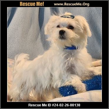 - Colorado Dog Rescue - ADOPTIONS - Rescue Me!