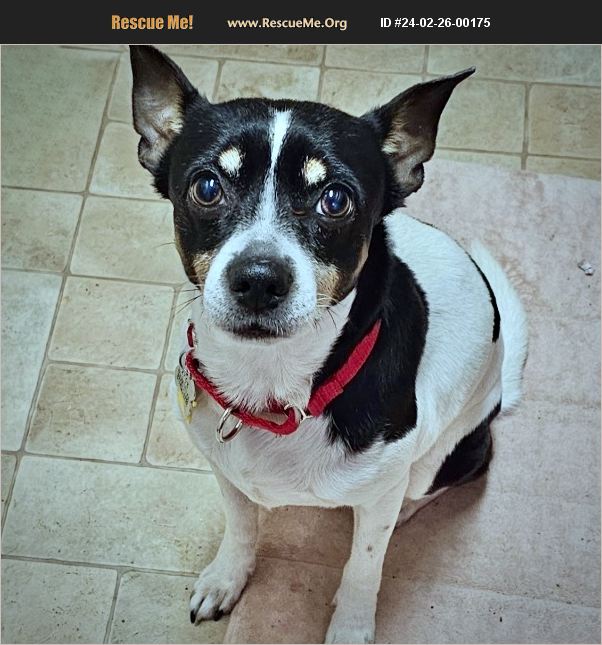ADOPT 24022600175 ~ Rat Terrier Rescue ~ Pullam, WA