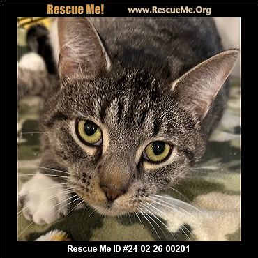 - Rhode Island Cat Rescue - ADOPTIONS - Rescue Me!