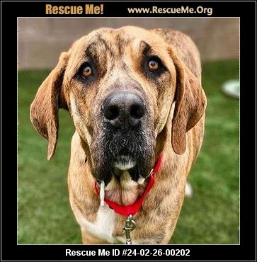 - Colorado Great Dane Rescue - ADOPTIONS - Rescue Me!