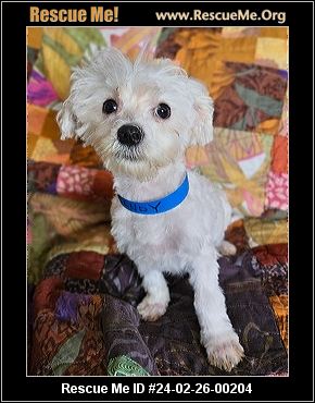 - Colorado Dog Rescue - ADOPTIONS - Rescue Me!