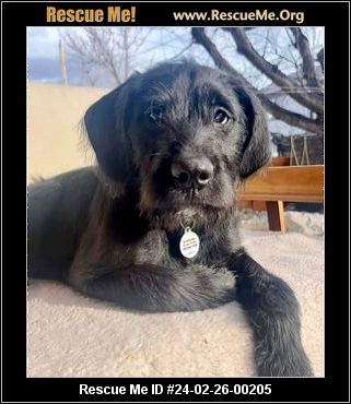 - Colorado Dog Rescue - ADOPTIONS - Rescue Me!