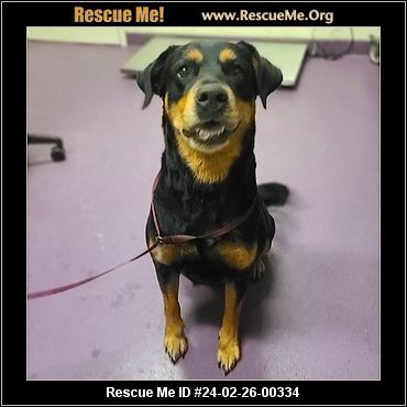 - California Rottweiler Rescue - ADOPTIONS - Rescue Me!