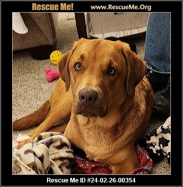- Colorado Lab Rescue - ADOPTIONS - Rescue Me!
