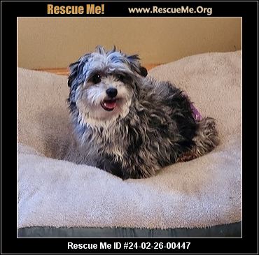 - Wisconsin Dog Rescue - ADOPTIONS - Rescue Me!