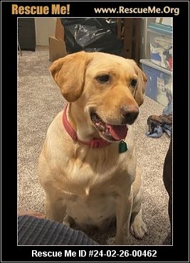 - Minnesota Dog Rescue - ADOPTIONS - Rescue Me!