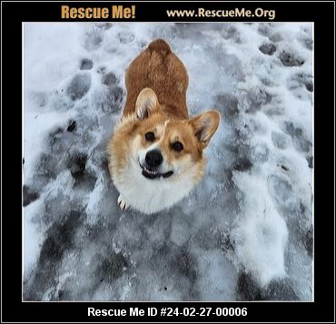 - Oregon Dog Rescue - ADOPTIONS - Rescue Me!