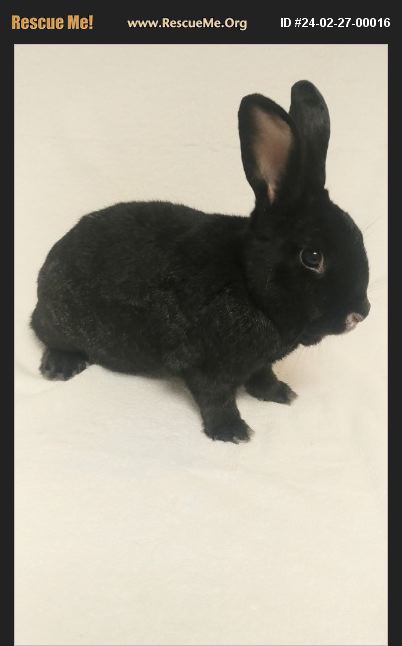 ADOPT 24022700016 ~ Rabbit Rescue ~ Lake Elsinore, CA