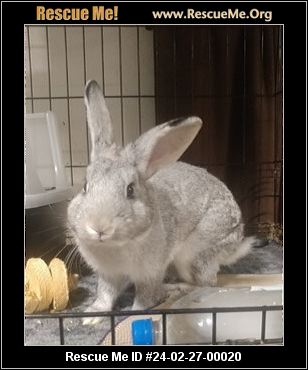 - California Rabbit Rescue - ADOPTIONS - Rescue Me!