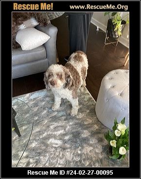 - Florida Cockapoo Rescue - ADOPTIONS - Rescue Me!