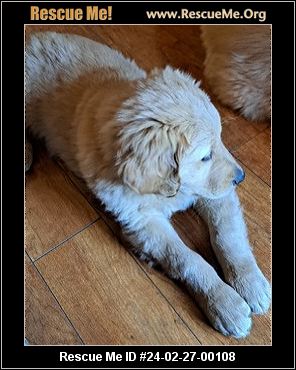- Indiana Golden Retriever Rescue - ADOPTIONS - Rescue Me!