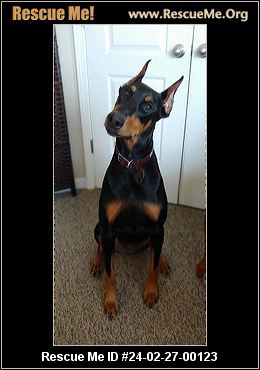 - Indiana Doberman Pinscher Rescue - ADOPTIONS - Rescue Me!