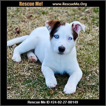 - Colorado Dog Rescue - ADOPTIONS - Rescue Me!