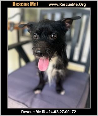 - Florida Schnauzer Rescue - ADOPTIONS - Rescue Me!