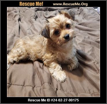 - Georgia Yorkie Rescue - ADOPTIONS - Rescue Me!