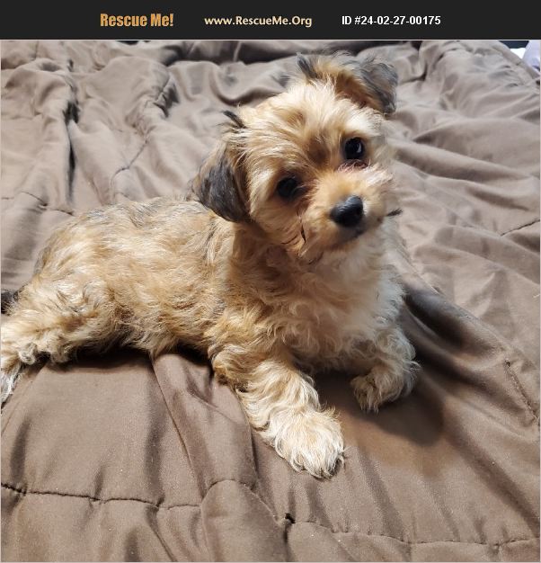 ADOPT 24022700175 ~ Yorkie Rescue ~ Stockbridge, GA