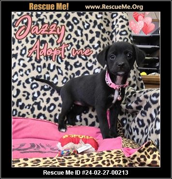 - Oklahoma Yorkie Rescue - ADOPTIONS - Rescue Me!