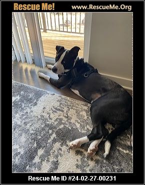 - North Carolina Dog Rescue - ADOPTIONS - Rescue Me!