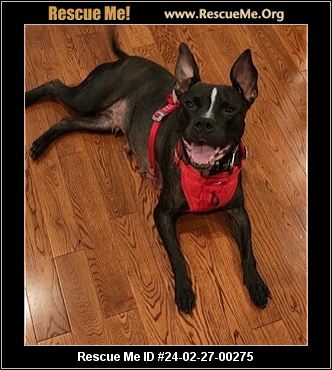 - Georgia Boston Terrier Rescue - ADOPTIONS - Rescue Me!