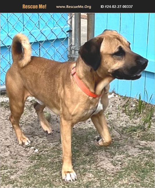 ADOPT 24022700337 ~ Black Mouth Cur Rescue ~ INVERNESS, FL