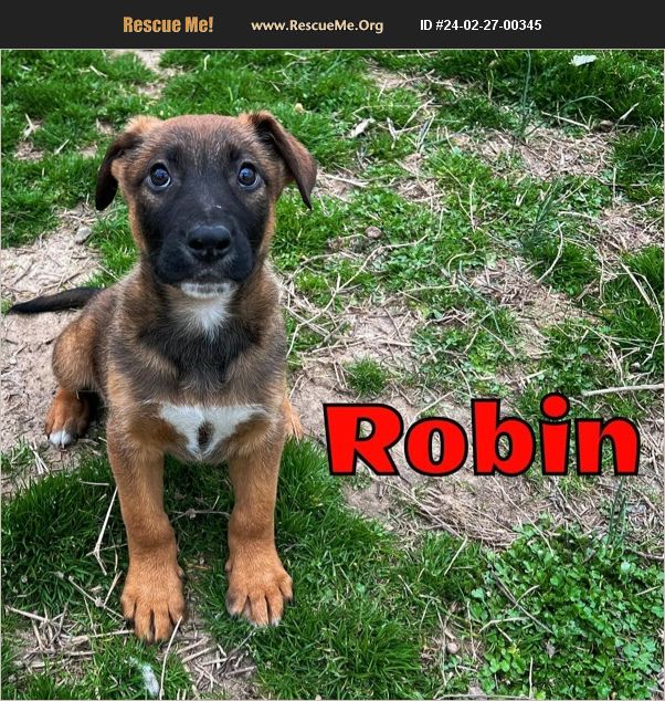 ADOPT 24022700345 ~ German Shepherd Rescue ~ Dallas, GA