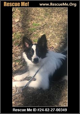 - Ohio Border Collie Rescue - ADOPTIONS - Rescue Me!