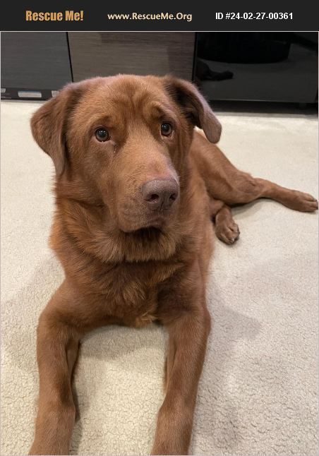 ADOPT 24022700361 ~ Chesapeake Bay Retriever Rescue ~ Howell, NJ