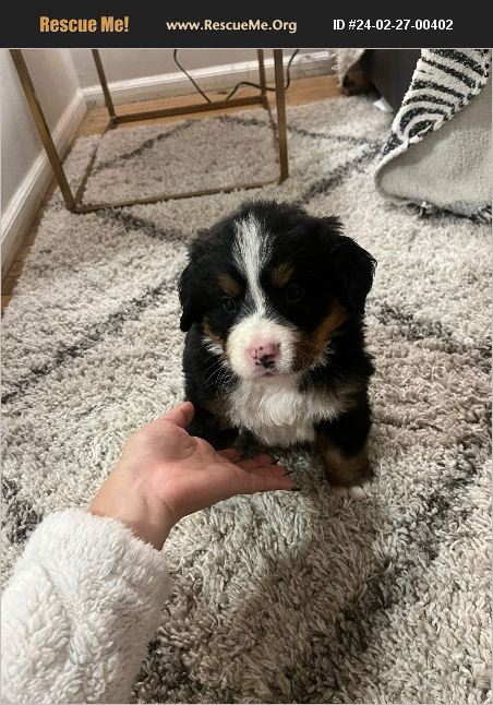ADOPT 24022700402 ~ Bernese Mountain Dog Rescue ~ hockessin, DE