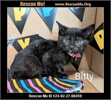 - California Cat Rescue - ADOPTIONS - Rescue Me!