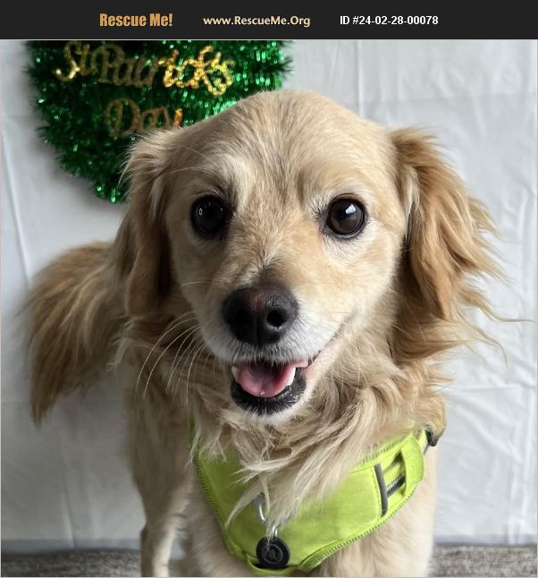 ADOPT 24022800078 ~ Cocker Spaniel Rescue ~ Carlsbad, CA