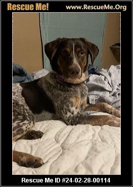 - Minnesota Dog Rescue - ADOPTIONS - Rescue Me!