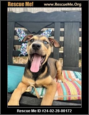 - Colorado Dog Rescue - ADOPTIONS - Rescue Me!
