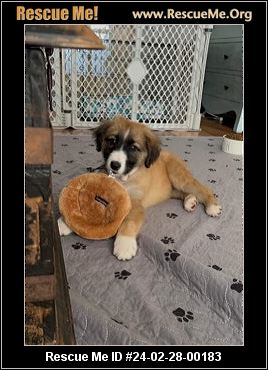 - Colorado Dog Rescue - ADOPTIONS - Rescue Me!