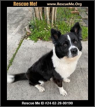 - Colorado Dog Rescue - ADOPTIONS - Rescue Me!