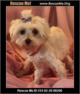 - Colorado Dog Rescue - ADOPTIONS - Rescue Me!