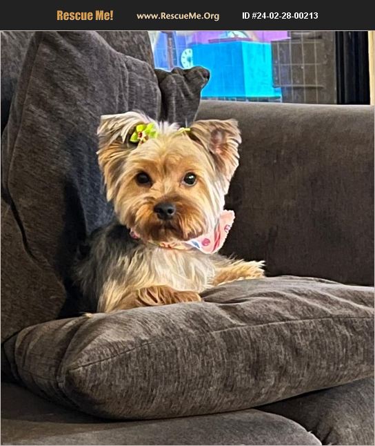 ADOPT 24022800213 ~ Yorkie Rescue ~ Los Angeles, CA