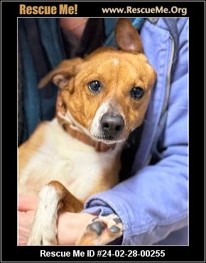 - New Jersey Mutt Rescue - ADOPTIONS - Rescue Me!