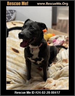 - Wisconsin Dog Rescue - ADOPTIONS - Rescue Me!