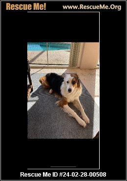 - Florida Border Collie Rescue - ADOPTIONS - Rescue Me!